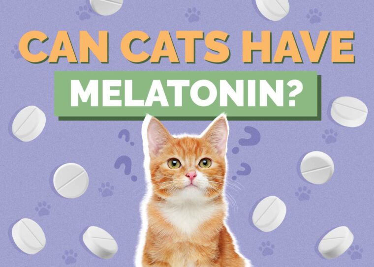 Can I Give My Cat Melatonin? Vet-Approved Facts | Hepper Pet Resources