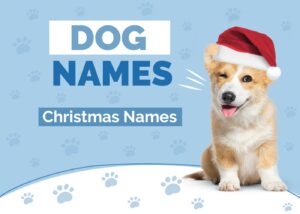 150+ Adorable Christmas Names for Dogs: Ideas for Festive Canines ...