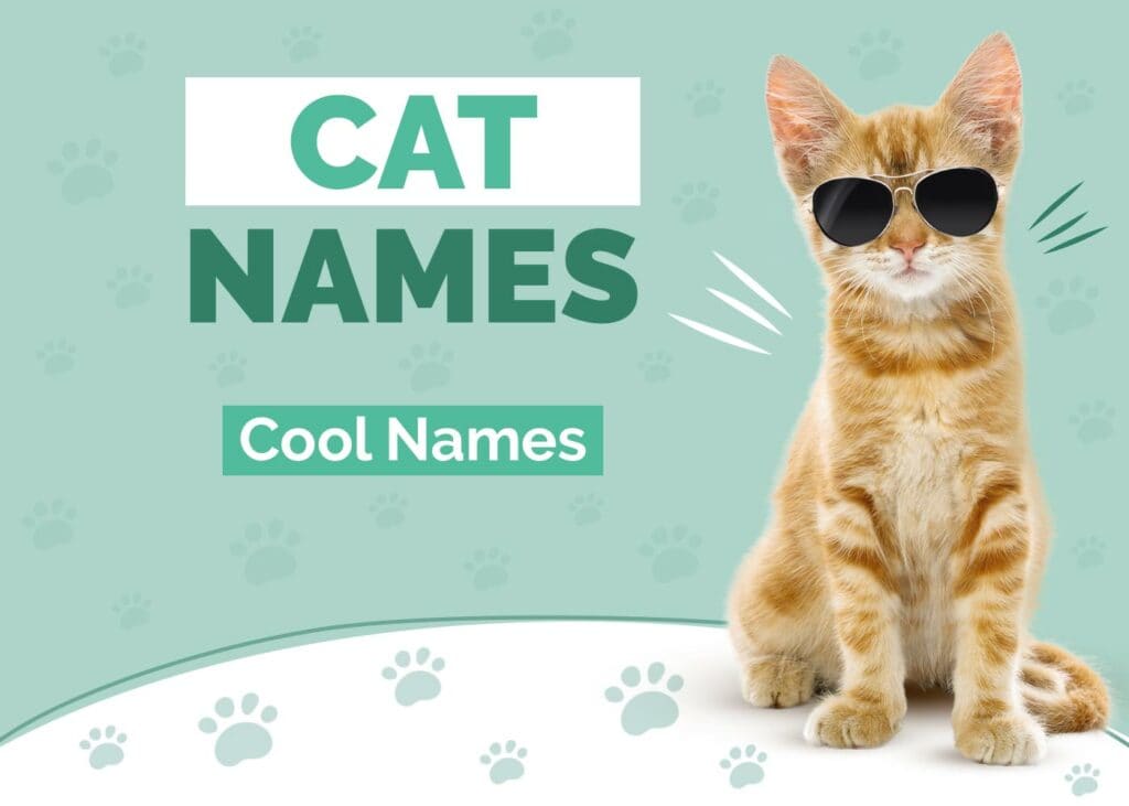 250+ Cool Cat Names: Our Top Picks for Your Clever & Playful Cat ...