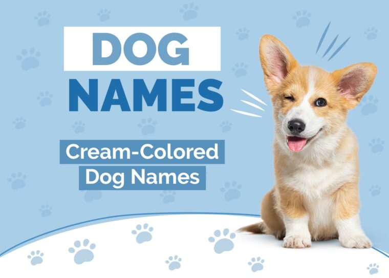 100+ Cream-Colored Dog Names: Ideas for Beige & Tan Coats | Hepper Pet ...