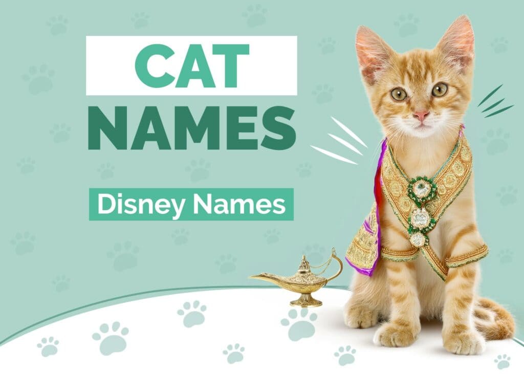 175+ Disney Cat Names: Our Top Picks For Your Storied & Fantastical Cat ...