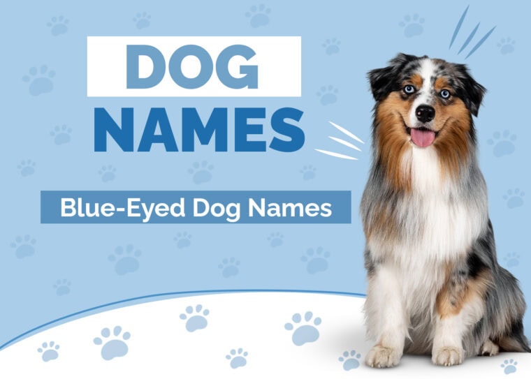 320 Dog Nicknames: Fun Pet Names for Your Pup | Hepper Pet Resources