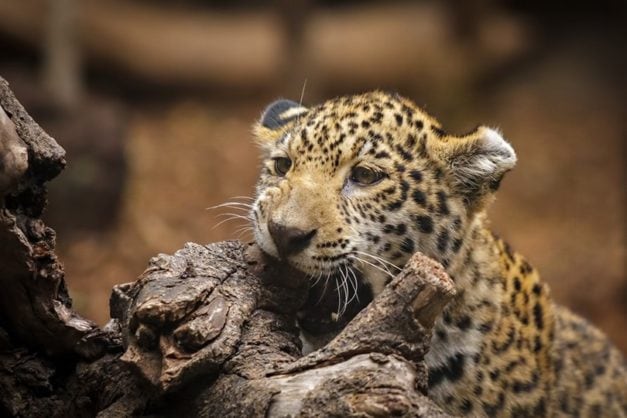 What Cat Has the Strongest Bite? What You Need To Know | Hepper Pet ...