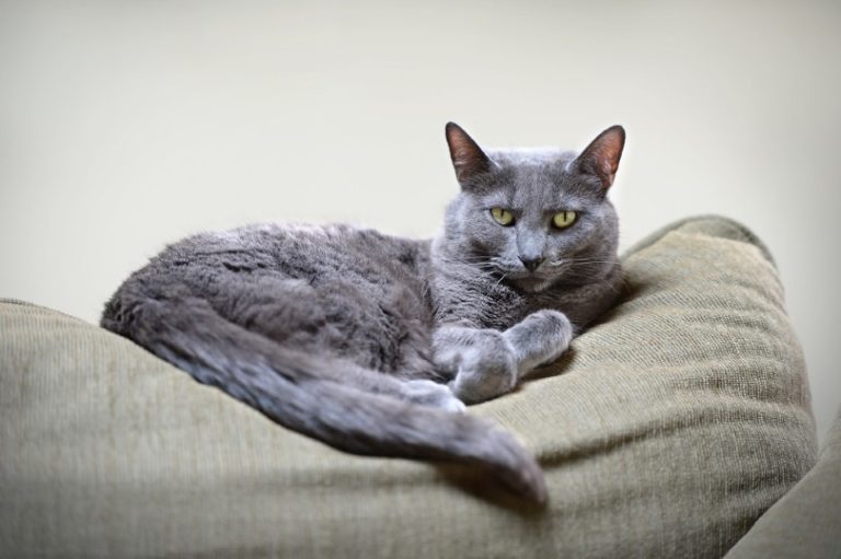 15 Grey Cat Breeds (With Info & Pictures) | Hepper Pet Resources