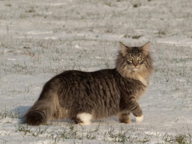 10 Norwegian Forest Cat Facts You'll be Surprised to Know | Hepper Pet ...