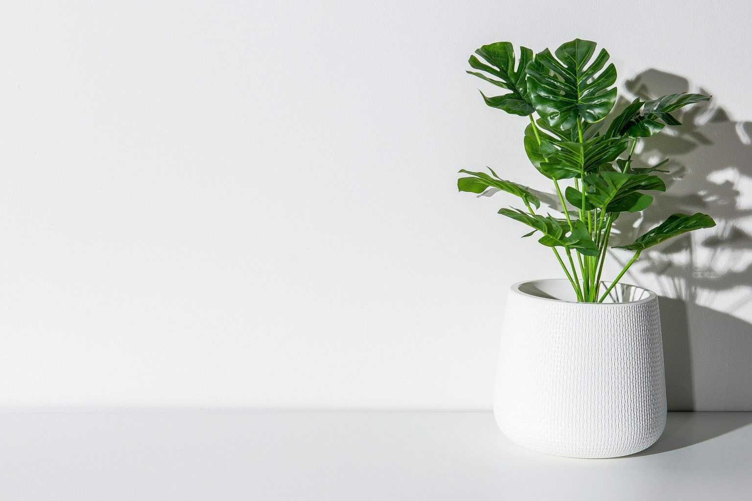 Is Monstera Toxic to Cats? Vet-Approved Facts & Safety Guide | Hepper ...