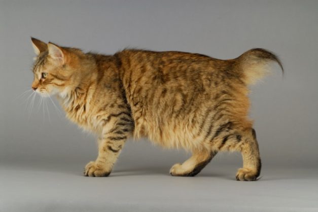 10 Bobtail Cat Breeds: Unique & Adorable (With Info & Pictures ...