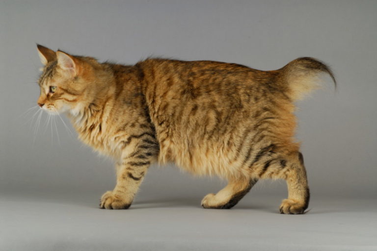 15 Hybrid Cat Breeds (With Info & Pictures) | Hepper Pet Resources