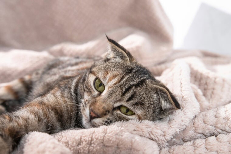 What Is a Normal Respiratory Rate For Cats? Vet-Reviewed Facts & FAQ ...