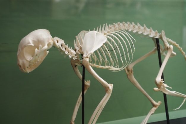 How Many Bones Do Cats Have? The Skeletal Anatomy of a Cat (With ...