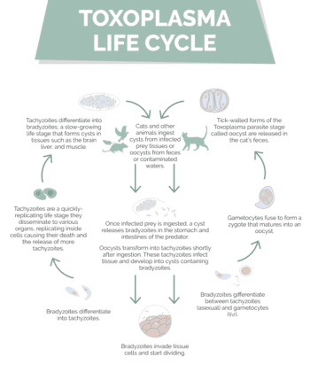 Coccidia in Cats: Causes, Signs & Treatments (Vet Answer) | Hepper Pet ...