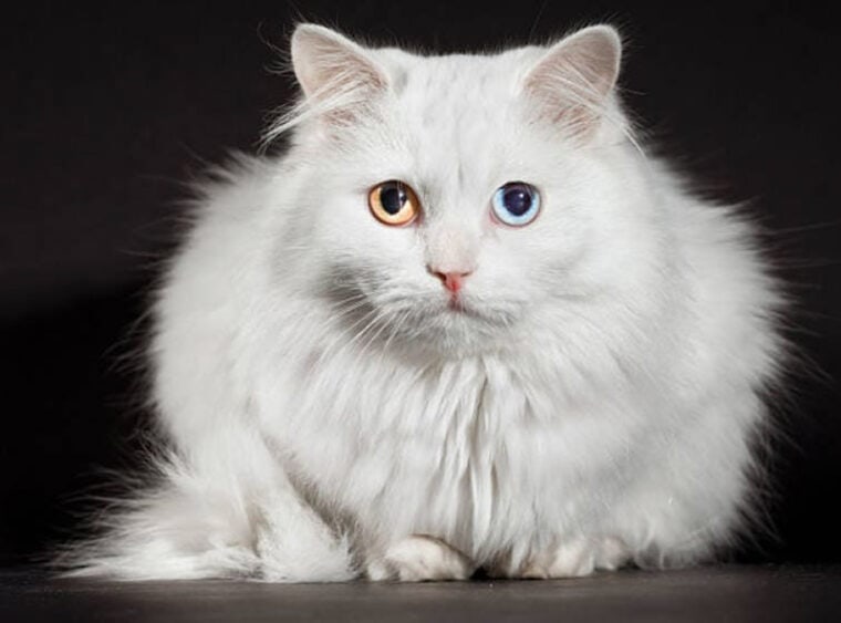 Cats With Two Different Eye Colors: Vet-Reviewed Causes & Concerns ...