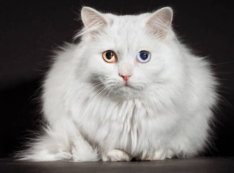 Cats With Two Different Eye Colors: Vet-Reviewed Causes & Concerns ...