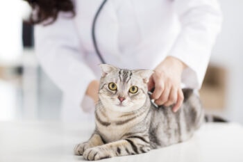 What Is the FVRCP Vaccine for Cats? Our Vet Explains | Hepper