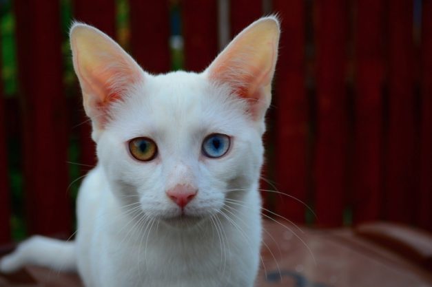 11 Different Cat Eye Colors (With Pictures) | Hepper Pet Resources