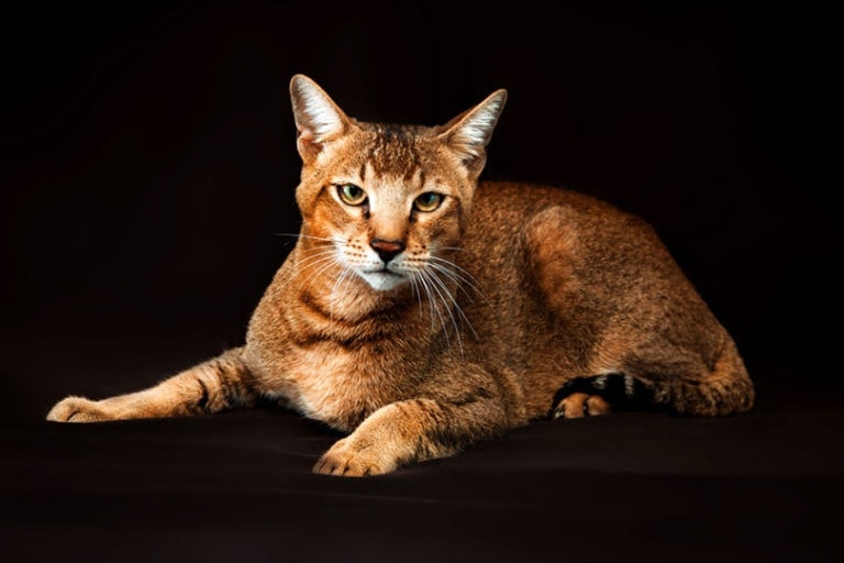 20 Most Popular Types of Mixed Cat Breeds (With Info & Pictures ...