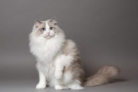 13 Low-Maintenance Cat Breeds (With Info & Pictures) | Hepper Pet Resources