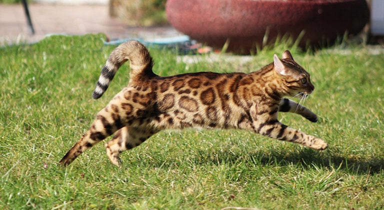 How Fast Can a Cat Run? Fascinating Facts & FAQ | Hepper Pet Resources