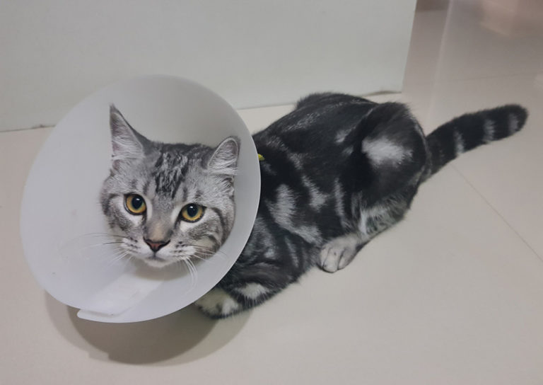 How to Stop a Male Cat From Mounting: 6 Vet-Verified Ways | Hepper Pet ...
