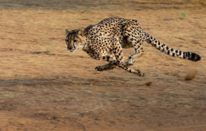 How Fast Can a Cat Run? Fascinating Facts & FAQ | Hepper Pet Resources