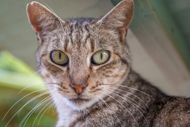 Do All Cats Have Eyebrows? Vet-Verified Feline Anatomy Facts | Hepper ...