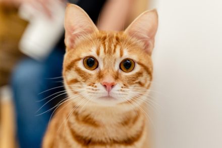 11 Surprising Orange Cat Facts: Traits, Coat Patterns & Behavior ...