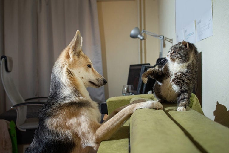 How to Introduce a New Cat to a Dog? 8 Expert Tips | Hepper Pet Resources