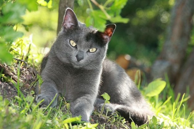 130+ Irish and Celtic Cat Names: Our Top Picks for Your Cat (With ...