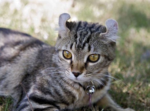 10 Long-Nosed Cat Breeds: Info, Temperament, Pictures & Facts | Hepper ...