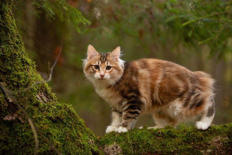 10 Short Tail Cat Breeds (With Info & Pictures) | Hepper Pet Resources