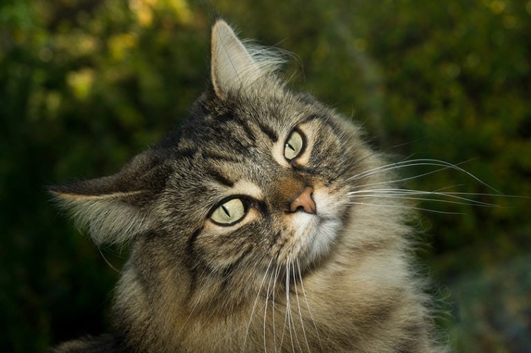 Why Do Some Cats Have an M On Their Forehead? Markings Explained ...