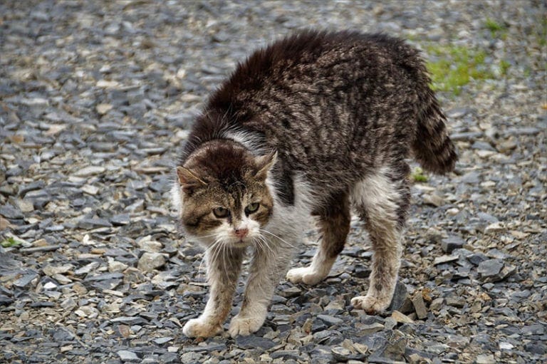 9 Surprising Feral Cats Statistics in the US (2025 Update) | Hepper Pet ...