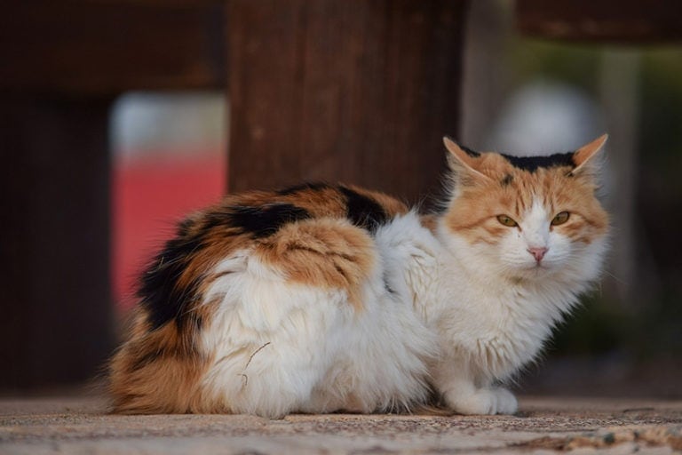 15 Signs a Stray or Feral Cat Likes You: Understanding Cat Behavior ...