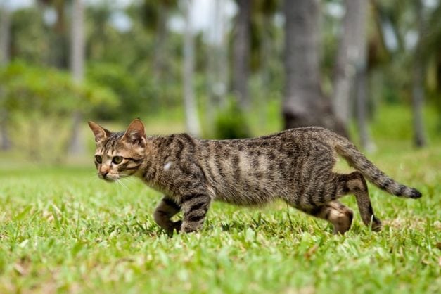 Tabby Cat: Info Pictures, Care, Traits & Facts | Hepper Pet Resources