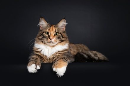 12 Surprising Maine Coon Facts: History, Temperament & Coat Patterns ...