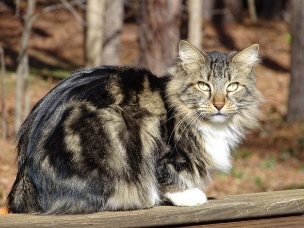 10 Short Tail Cat Breeds (With Info & Pictures) | Hepper Pet Resources