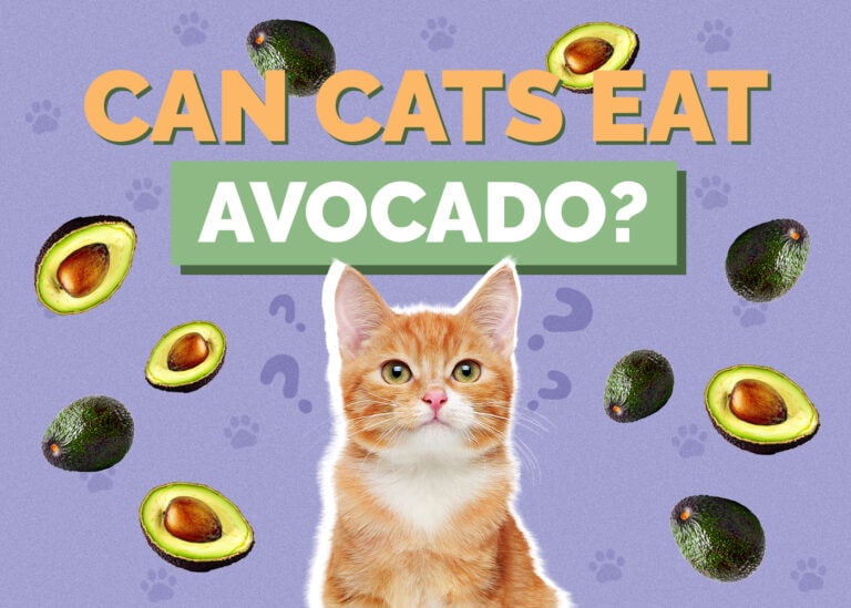 Can Cats Eat Avocado? Vet-Approved Facts & Info | Hepper Pet Resources