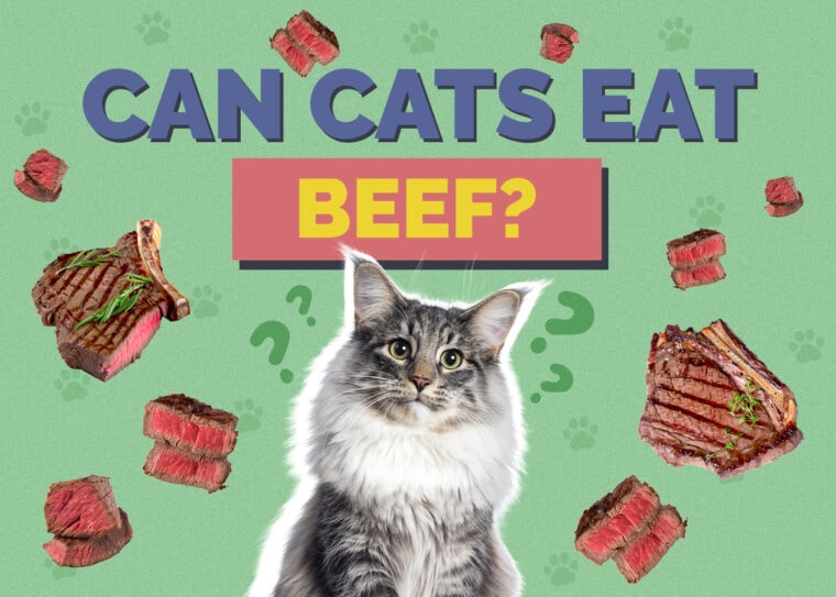Can A Cat Eat Raw Beef? Vet-Reviewed Benefits, Risks & FAQ | Hepper Pet ...