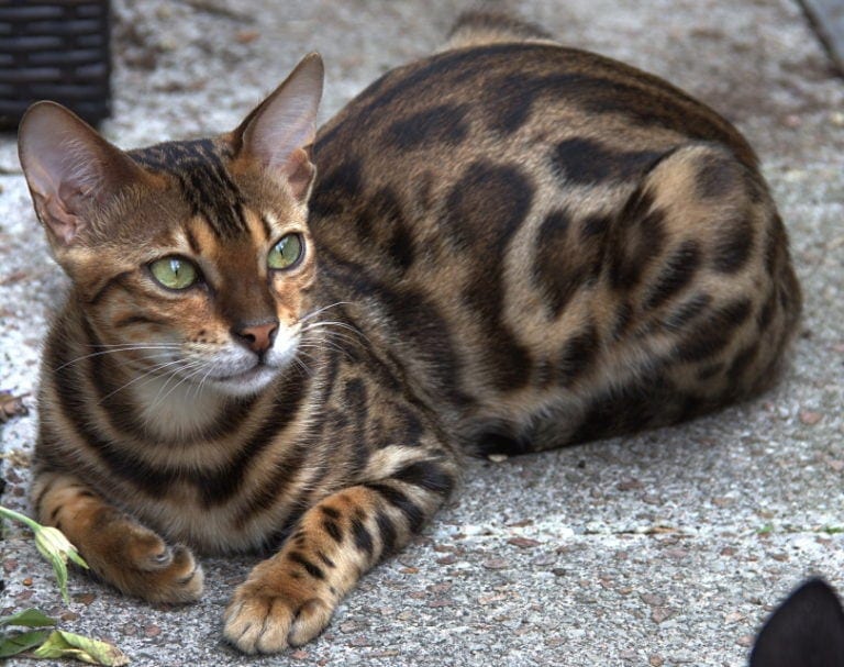 9 Spotted Cat Breeds (With Info & Pictures) | Hepper Pet Resources