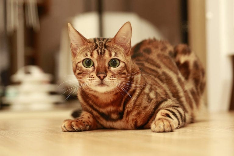 20 Most Popular Types of Mixed Cat Breeds (With Info & Pictures ...