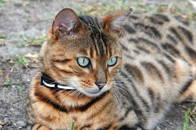 150+ Indian Cat Names With Meanings: Our Top Picks for Your Cat ...