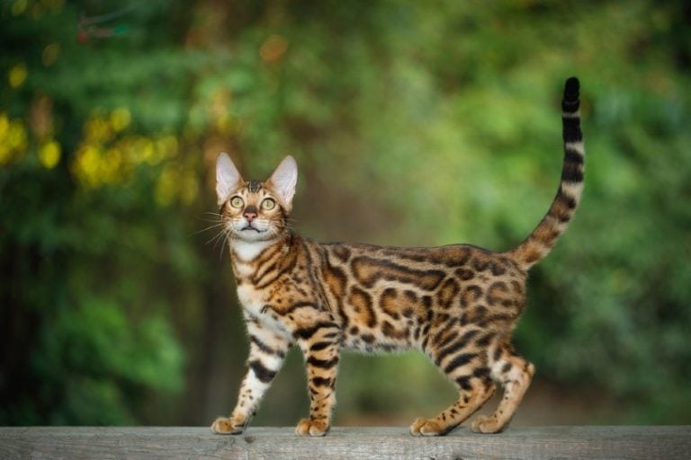 16 Best Cat Breeds for Catching Mice: How to Choose the Right One ...