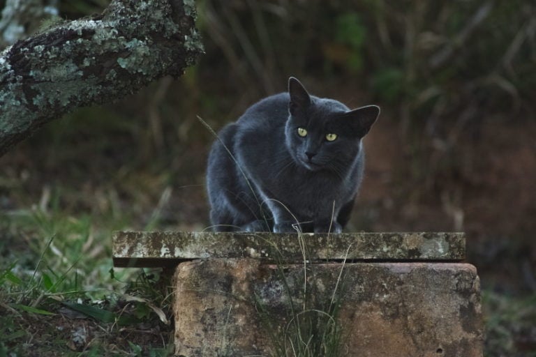 10 Interesting Black Cat Facts: Myths Explained | Hepper Pet Resources