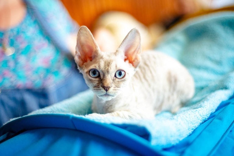 10 European Cat Breeds: Info, Pictures & History | Hepper Pet Resources
