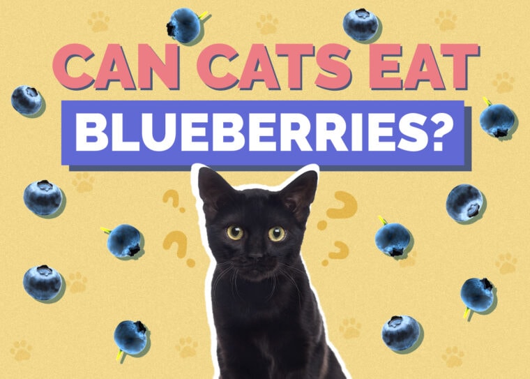 Can Cats Eat Blueberries? Vet Reviewed Benefits & Precautions | Hepper ...