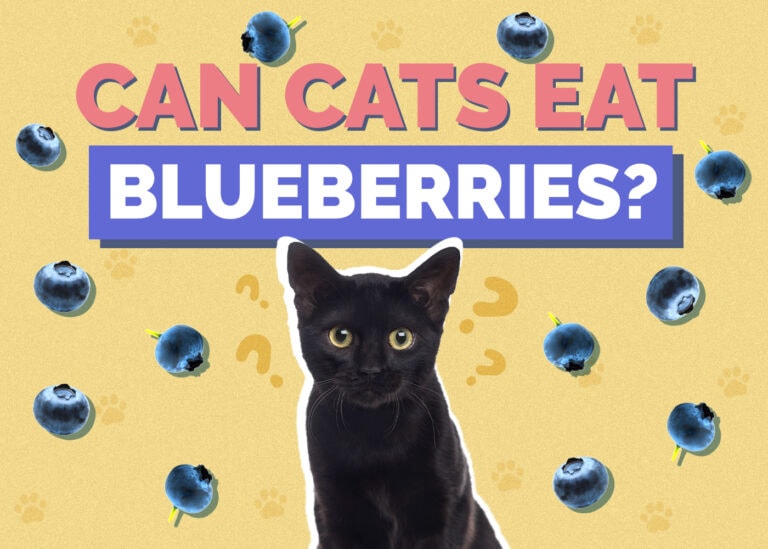 Can Cats Eat Blueberries? Vet Reviewed Benefits & Precautions | Hepper ...