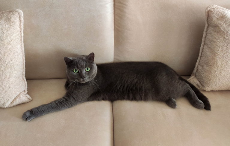 11 British Cat Breeds (With Info & Pictures) | Hepper Pet Resources