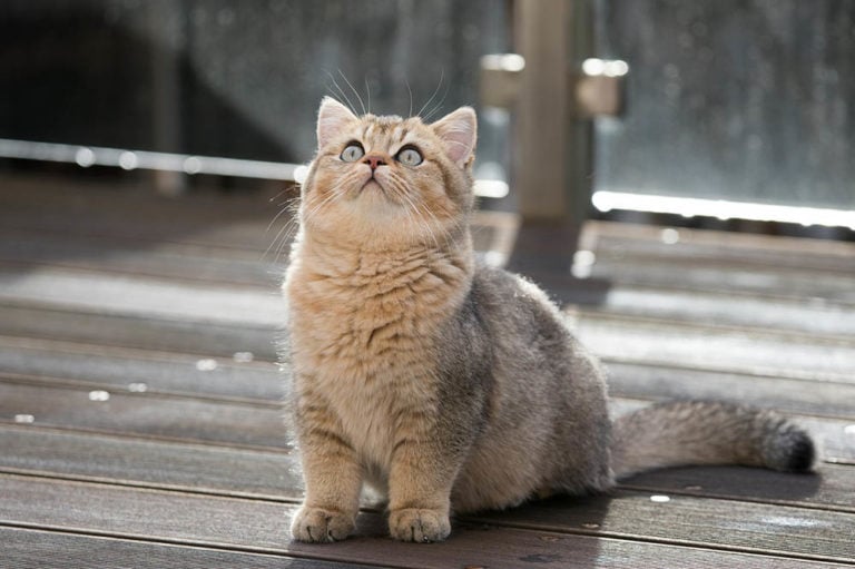 How to Tell What Breed Your Cat Is? Our In-Depth Identification Guide ...