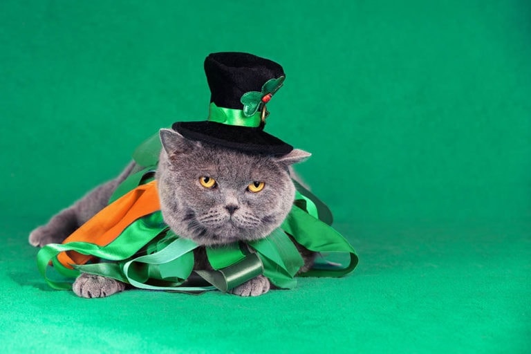 130+ Irish and Celtic Cat Names: Our Top Picks for Your Cat (With ...