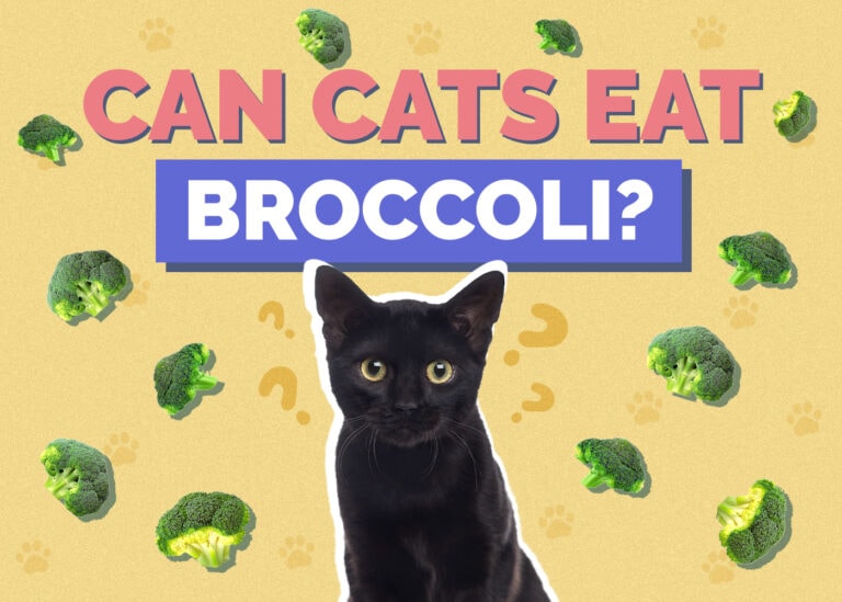 Can Cats Eat Broccoli? Vet-Reviewed Benefits & Other Healthy Treats ...